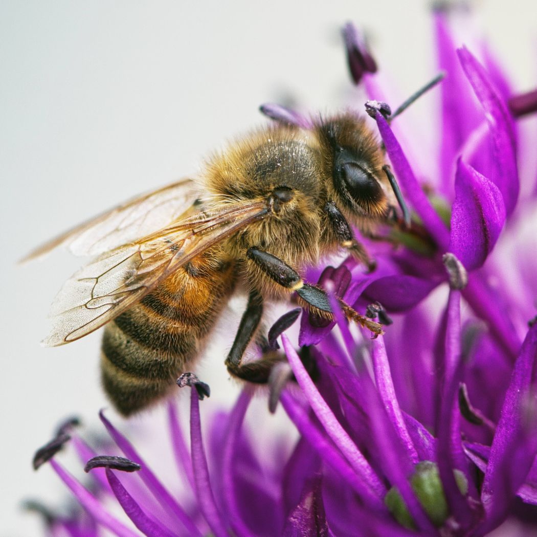 Western Honey Bee - western honey bee on allium, Penton, Hampshire, macro