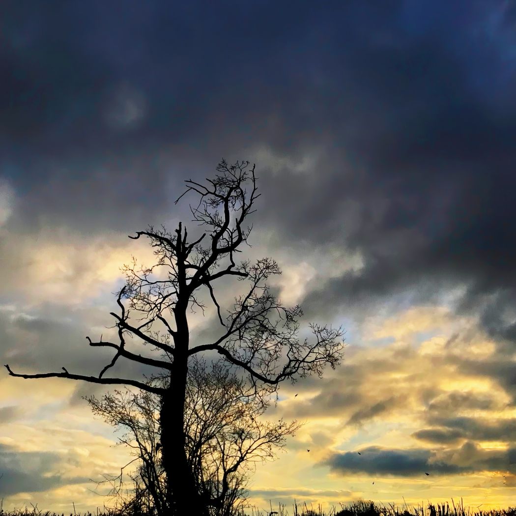 Smoke and Fire - lone tree, sunset, clouds, Clanville, Hampshire