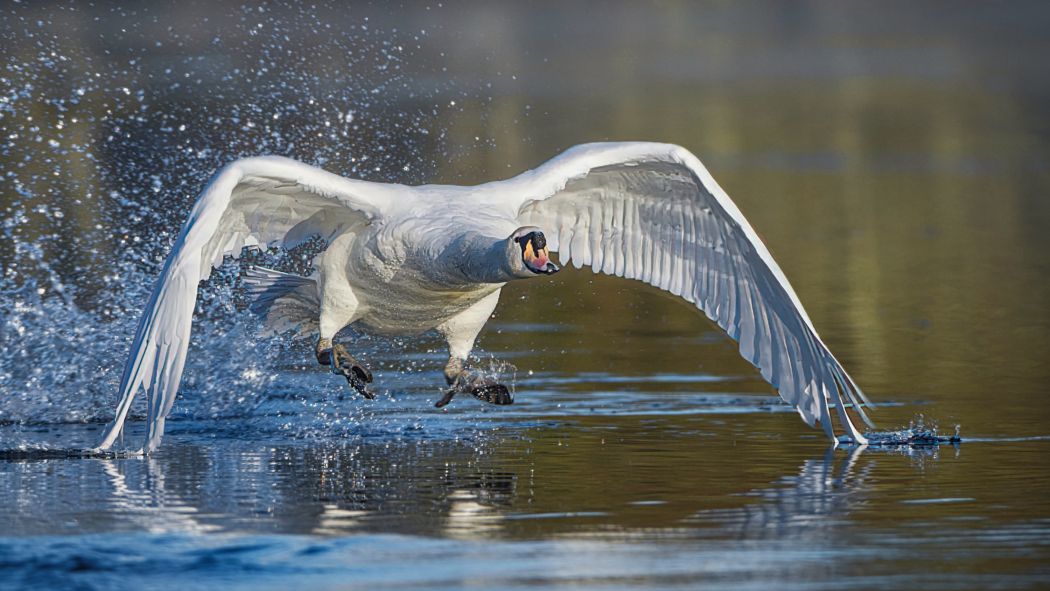 Mute-swan-flying-launch-takeoff-water-splash--winter-Anton-Lakes ...